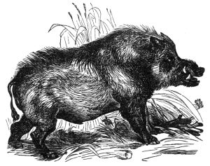 Discover The Feral "Super Pigs" Set To Invade The United States From ...