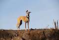 Whippet Colors: Rarest to Most Common - A-Z Animals