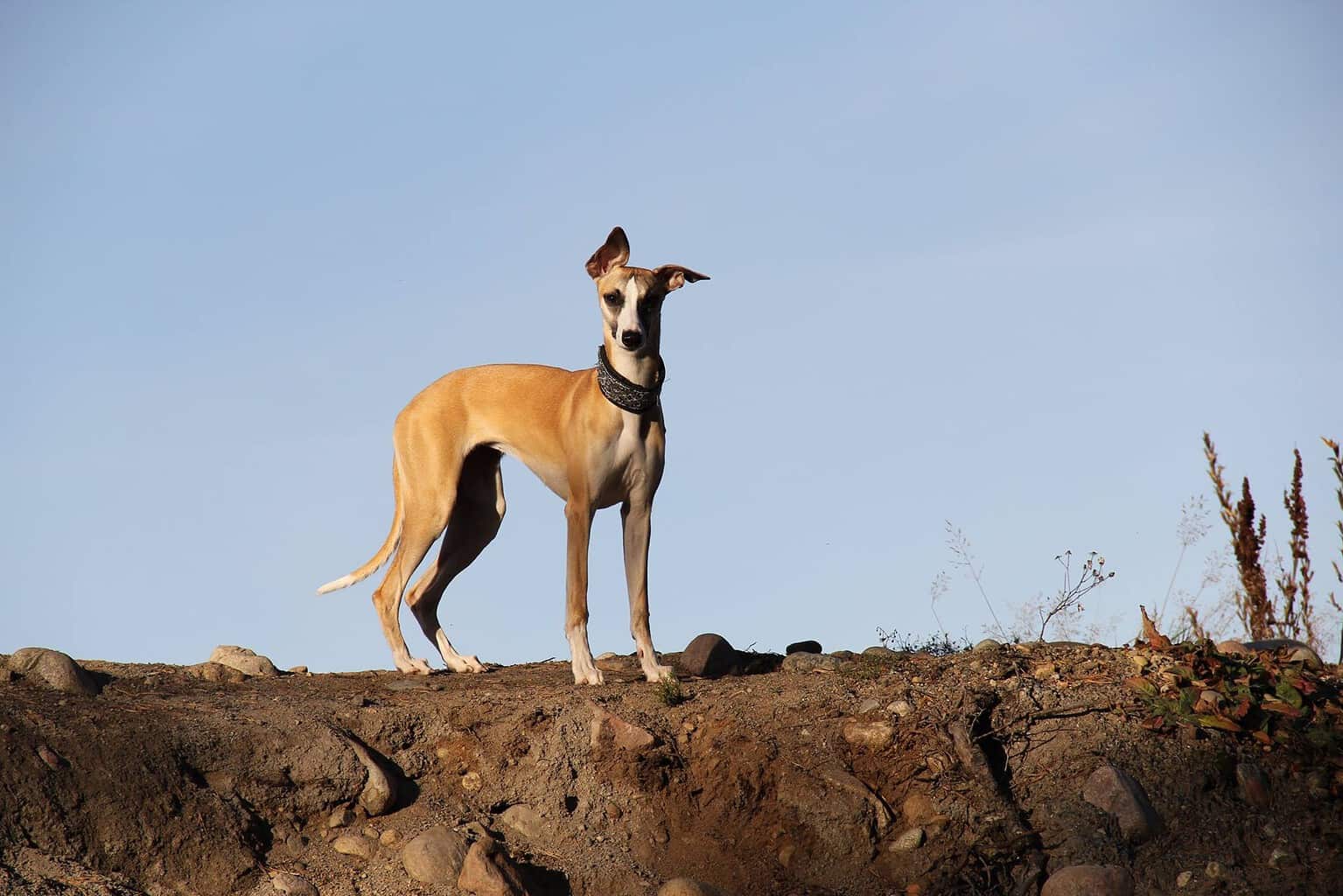 Whippet Progression: Growth Chart, Milestones, and Training Tips