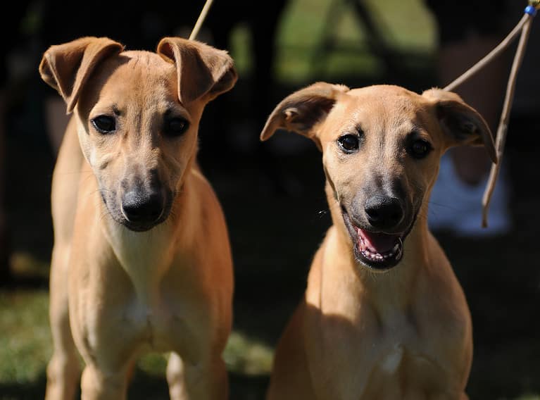 Whippet Progression: Growth Chart, Milestones, and Training Tips