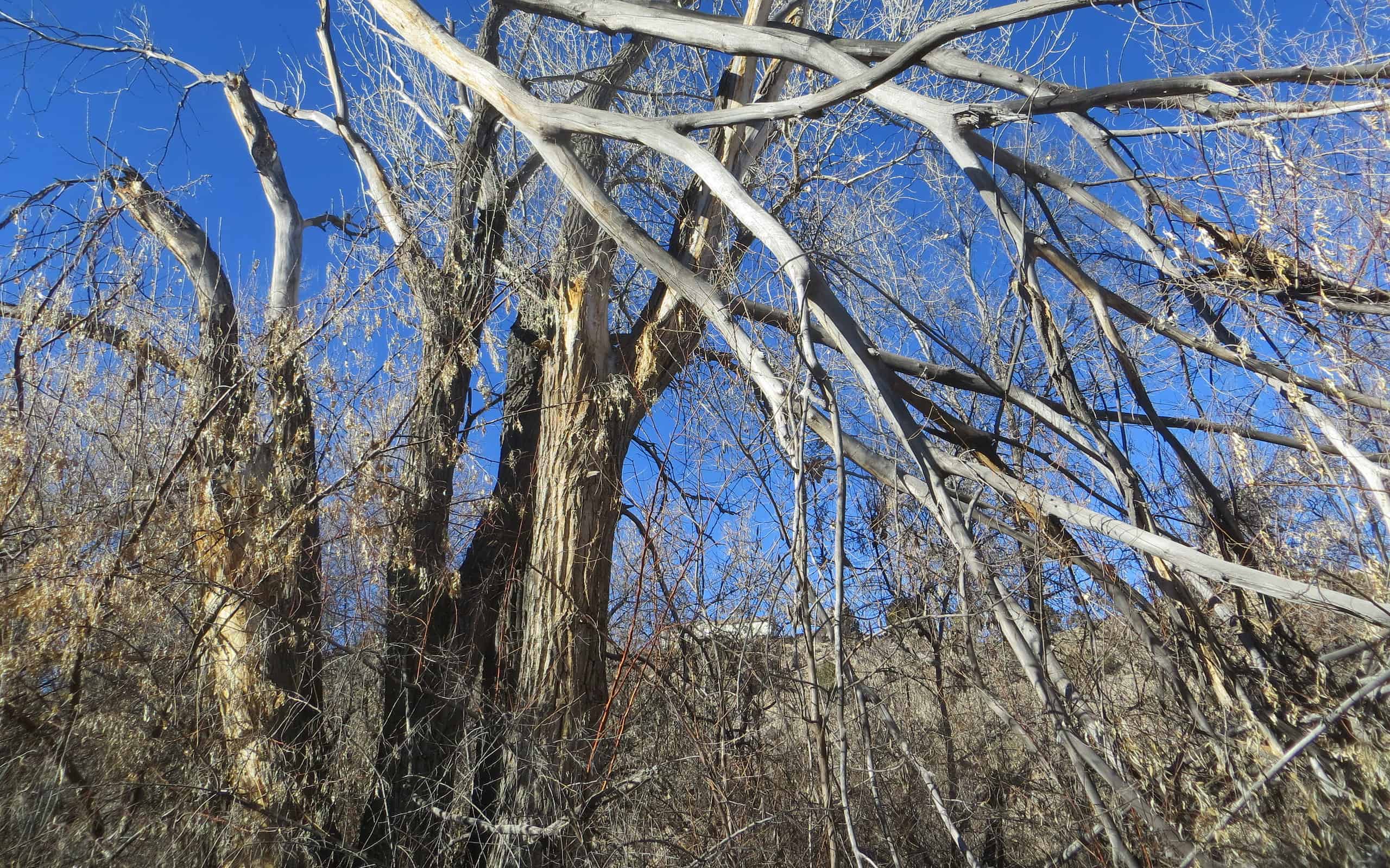 This Deadly Tree is 12,000x More Lethal Than a Rattlesnake's Bite - A-Z ...