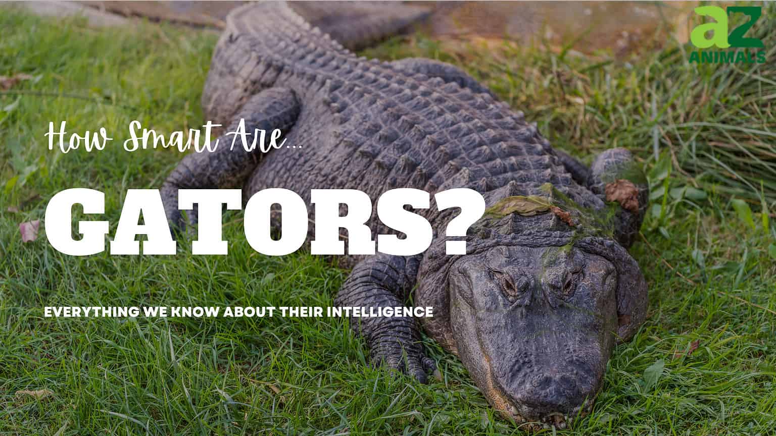 Are Alligators Smart? Everything We Know About Their Intelligence - A-Z ...