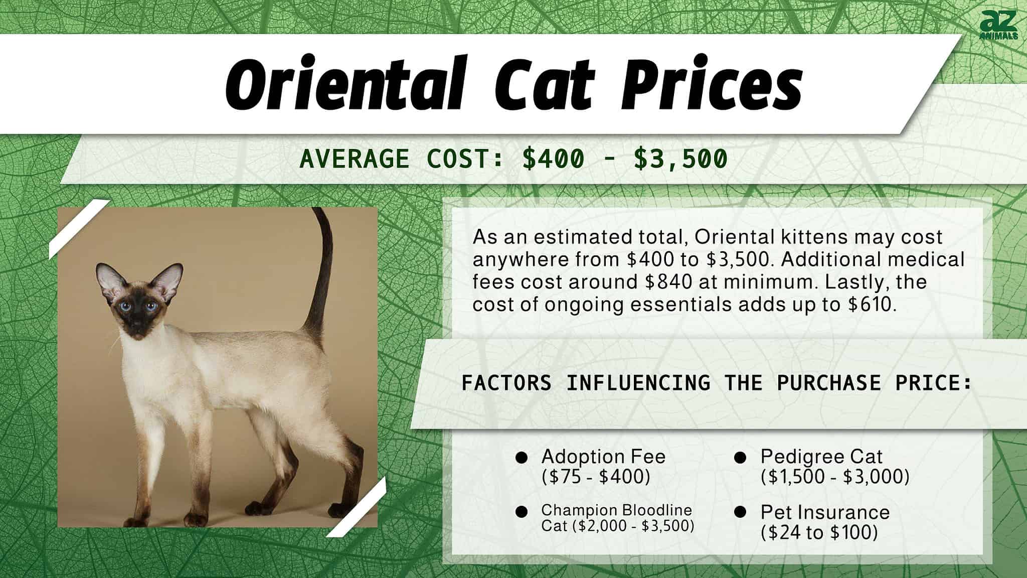 Oriental Cat Prices in 2024: Purchase Cost, Vet Bills, & Other Costs ...