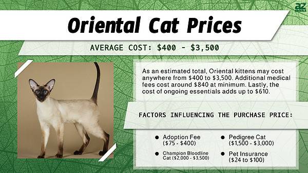 Oriental Cat Prices in 2024: Purchase Cost, Vet Bills, & Other Costs ...