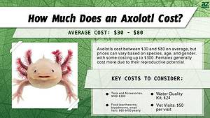 Axolotl Prices in 2023: Purchase Cost, Supplies, Food, and More!