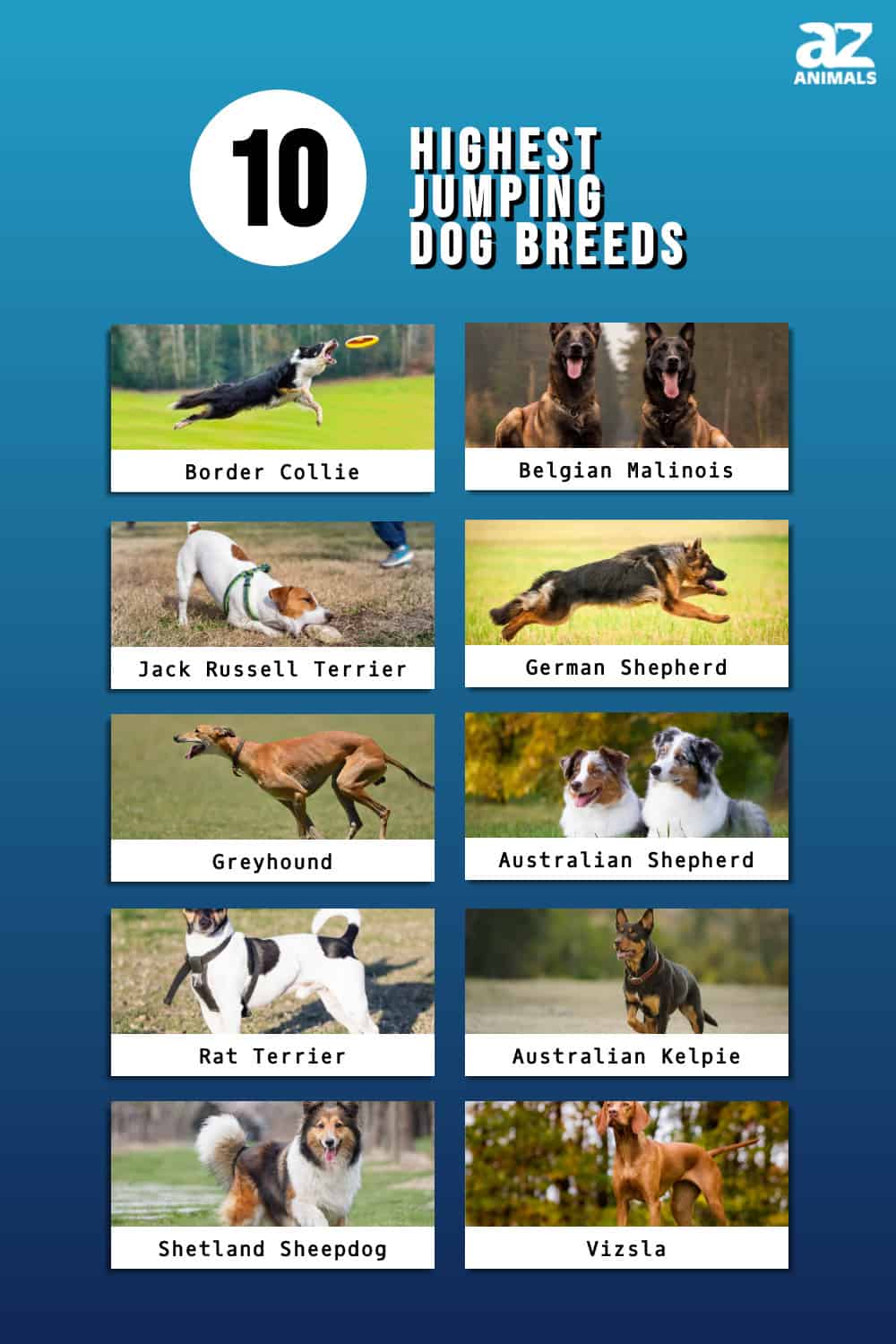 The 10 Highest Jumping Dog Breeds That Can Soar Through the Air - A-Z ...