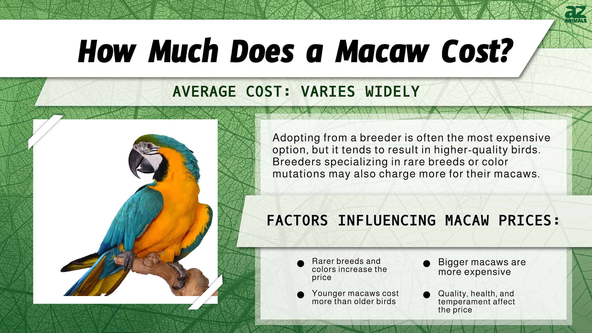 Macaw Prices in 2024: Purchase Cost, Supplies, Food, and More! - A-Z ...
