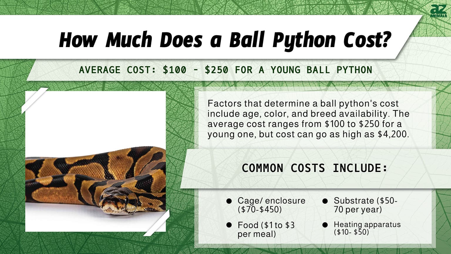 Ball Python Prices 2024: Purchase Cost, Supplies, Food, and More! - A-Z Animals