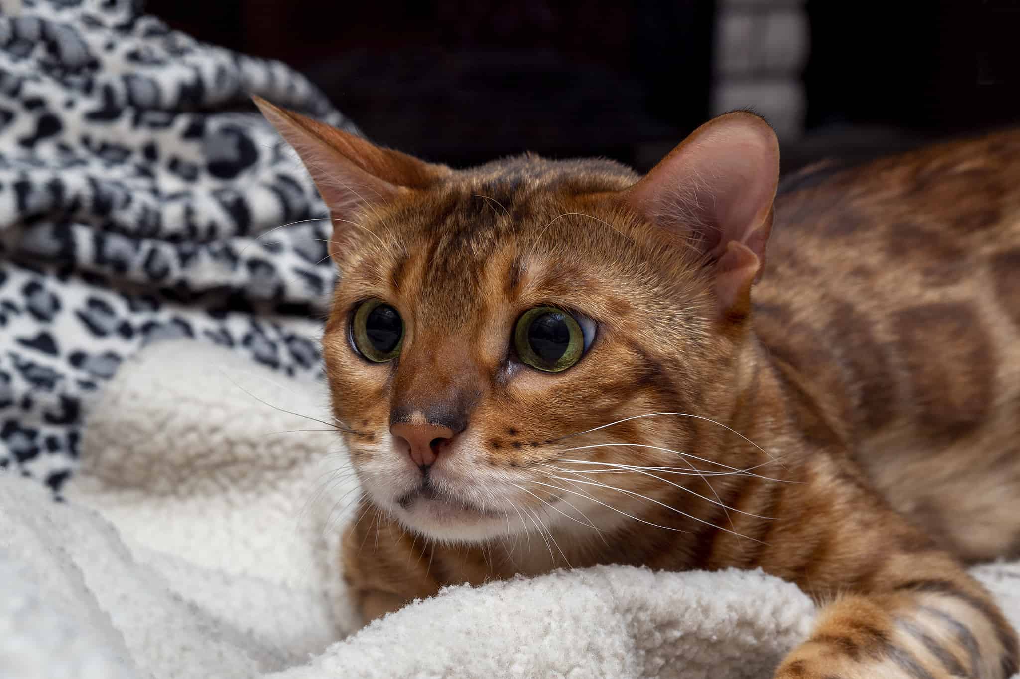 Feral Cats Just Landed on New Zealand's 'Predator Free 2050' List - A-Z ...