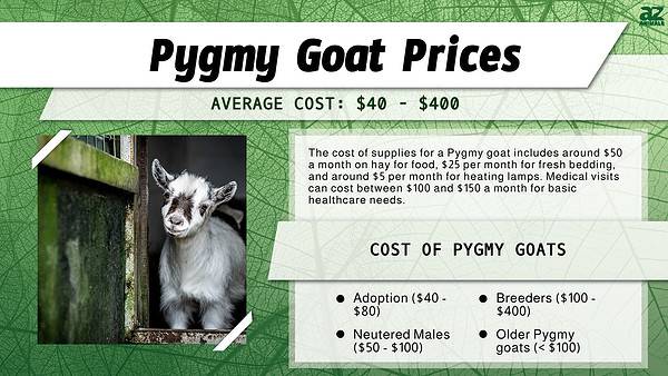 Pygmy Goat Prices in 2024: Purchase Cost, Feeding Costs, and More! - A ...