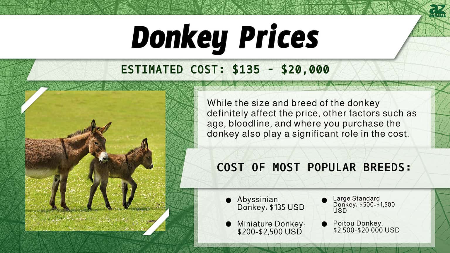 Donkey Prices 2024: Purchase Cost, Supplies, Food, and More! - A-Z Animals