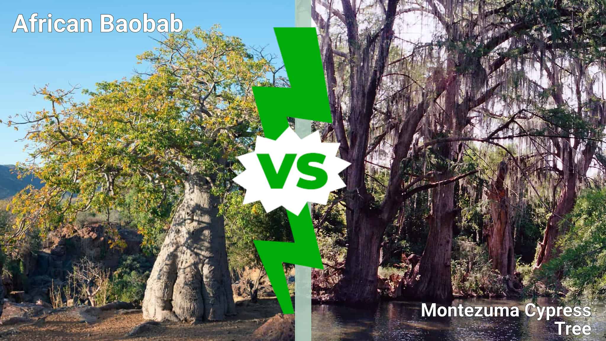 African Baobab vs. Montezuma Cypress Tree: 5 Differences Between These ...