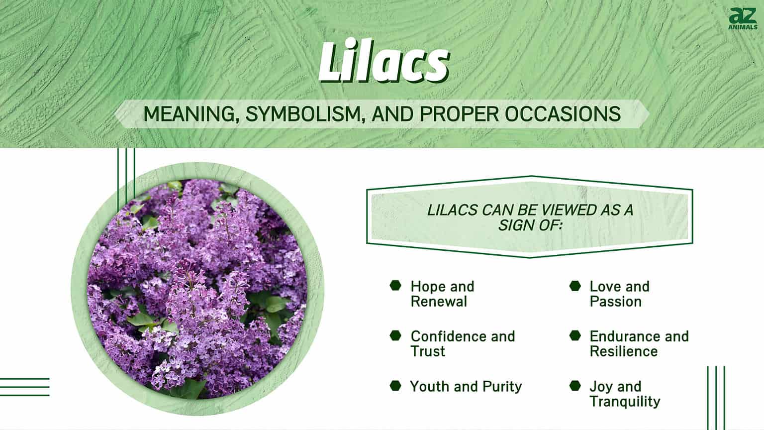 Lilacs: Meaning, Symbolism, and Proper Occasions - A-Z Animals