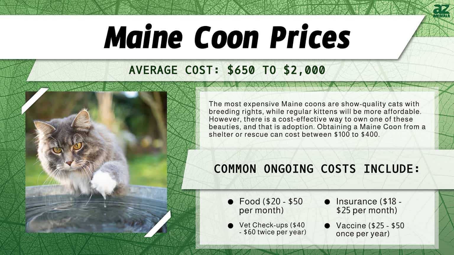 Maine Coon Prices in 2024: Purchase Cost, Vet Bills, & Other Costs - A-Z Animals