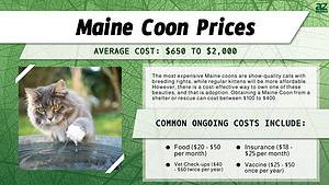 Maine Coon Prices in 2024: Purchase Cost, Vet Bills, & Other Costs - A ...