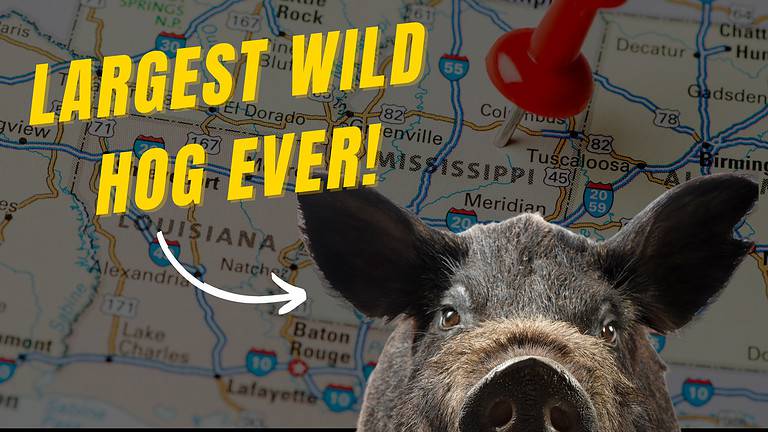 The Largest Ever Feral Hog Weighed More Than 2 Black Bears - Here Is ...