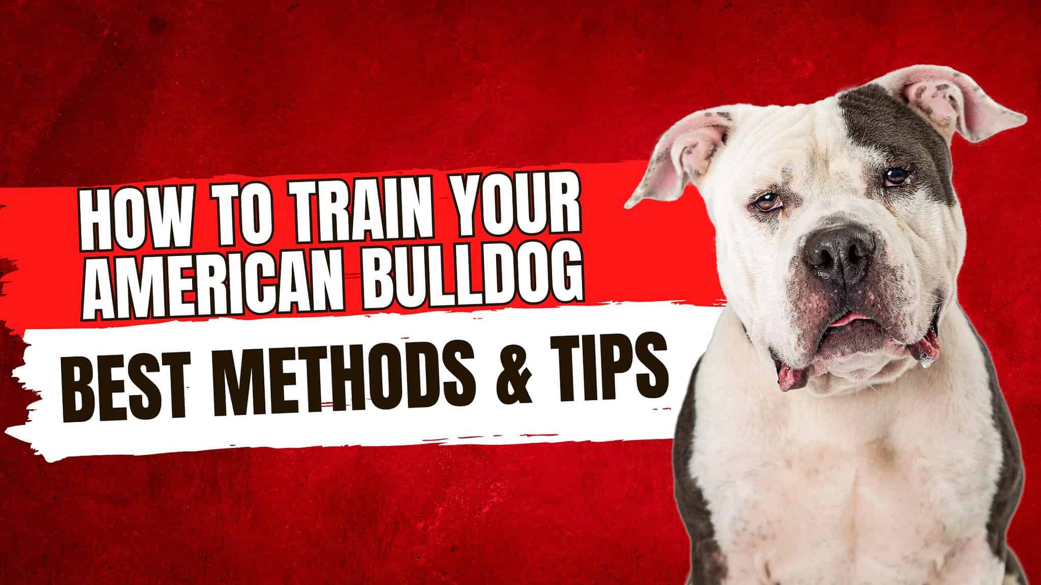 How to Train Your American Bully: The Best Methods and Tips - A-Z Animals