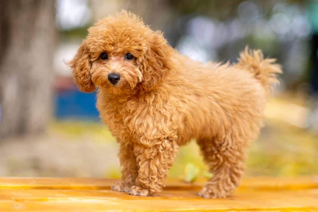 8 Dog Breeds that Look Like Puppies Forever - A-Z Animals