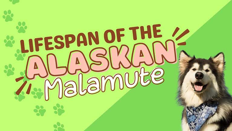 Alaskan Malamute Lifespan: Average Life Expectancy and More! - A-Z Animals