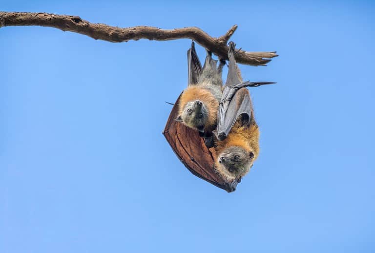 How Do Bats Communicate? - A-Z Animals