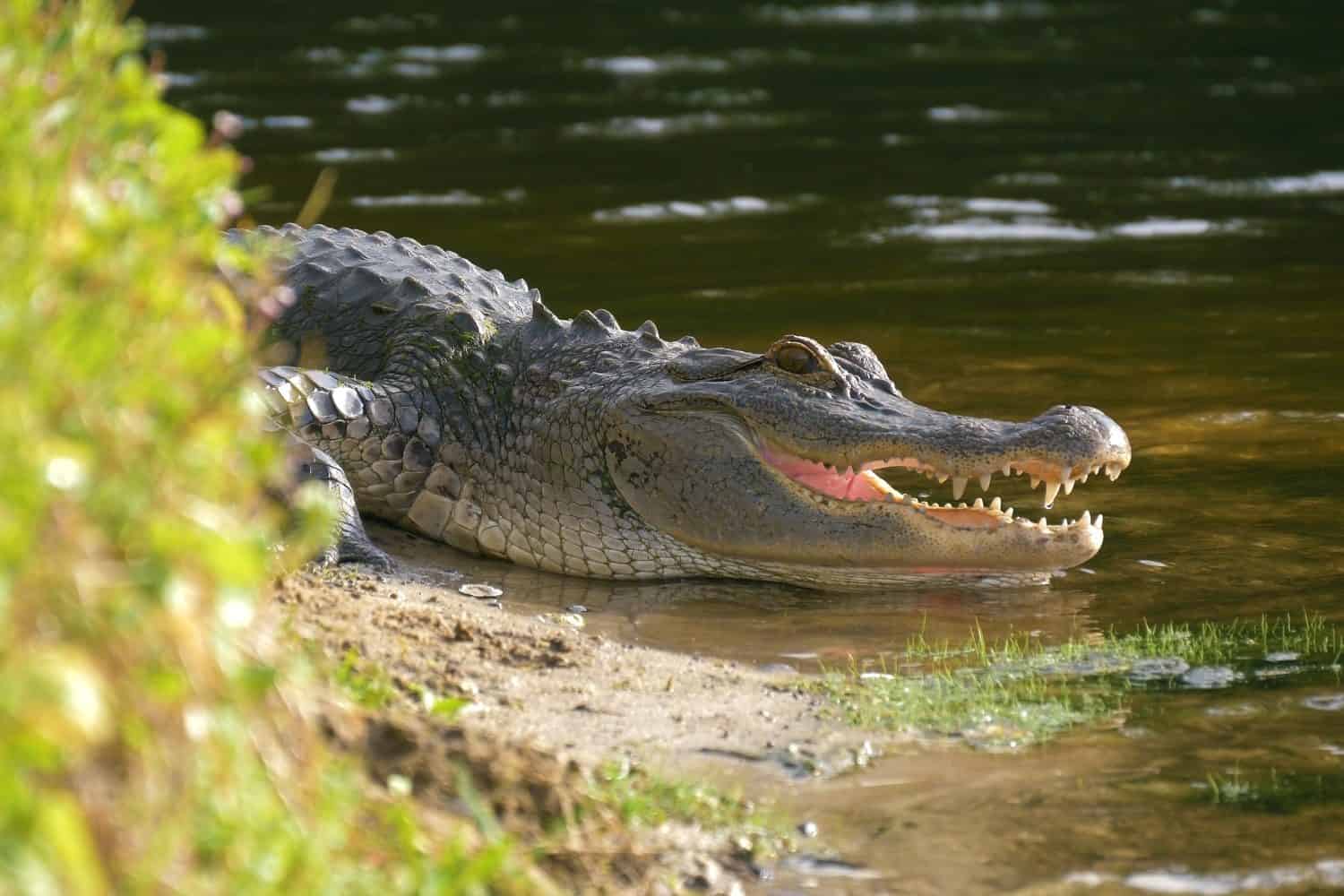 How Long Can Alligators Stay Underwater and Hold Their Breath? - A-Z ...