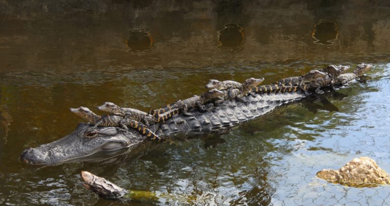 The Top 5 Most Alligator-Inhabited Rivers in Texas - A-Z Animals