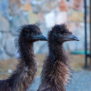 Baby Emu: 10 Pictures and 10 Incredible Facts - A-Z Animals