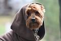 The 300+ Best Cartoon Dog Names (From Unique to Cute to Funny) - A-Z ...