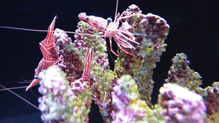 Baby Lobster: 7 Pictures and 7 Incredible Facts - A-Z Animals