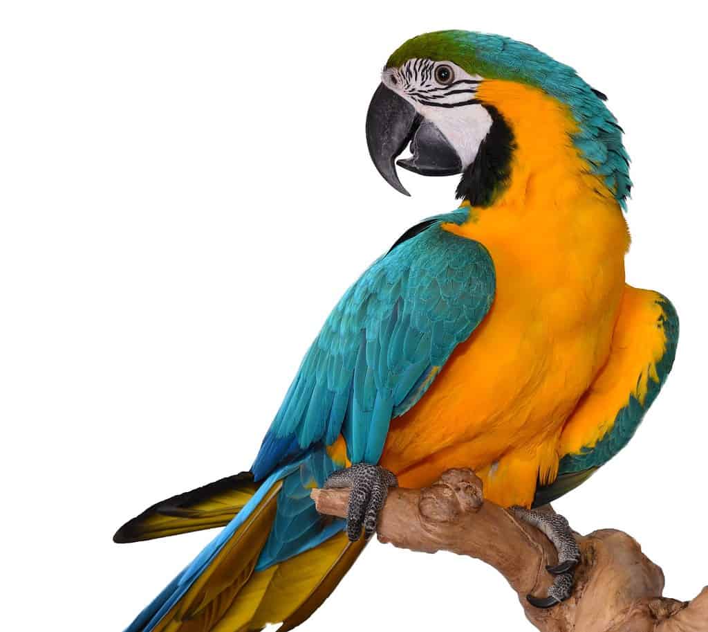 The Ultimate List of Parrot Names (From Tweety to Long John Silver) - A ...