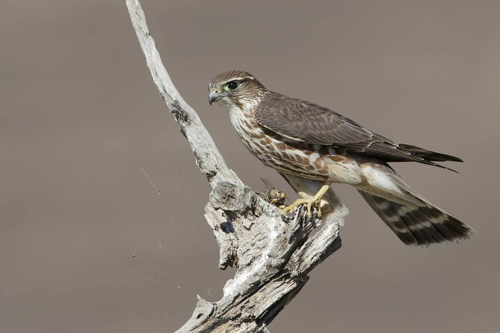 The 7 Types of Falcons That Call Virginia Home - A-Z Animals