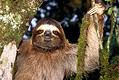 The 400 Most Fitting and Clever Sloth Names - A-Z Animals