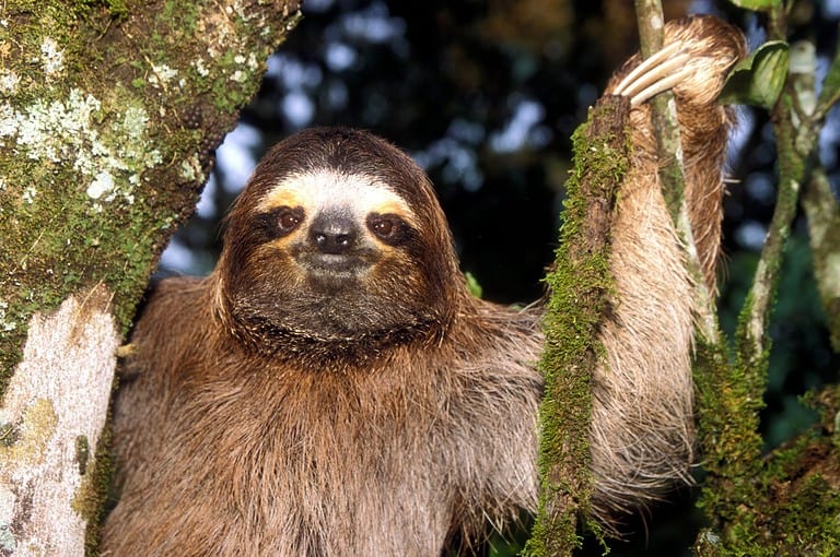 The 400 Most Fitting and Clever Sloth Names - A-Z Animals
