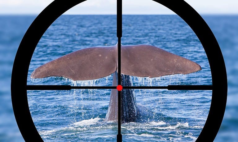 Why Do 3 Countries (Plus 5 More) Still Permit Whaling in 2024? - A-Z ...