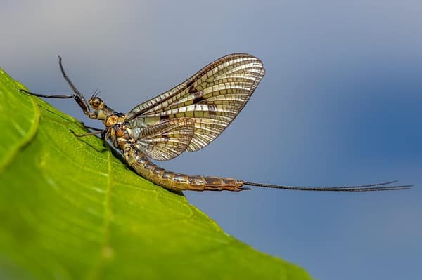 10 Incredible Facts You Didn't Know About Insects - A-Z Animals