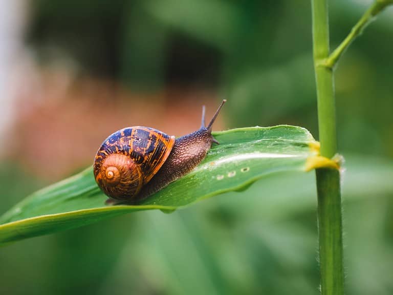 How Fast Can Snails Move? Top Speeds and How It Compares Relatively to ...