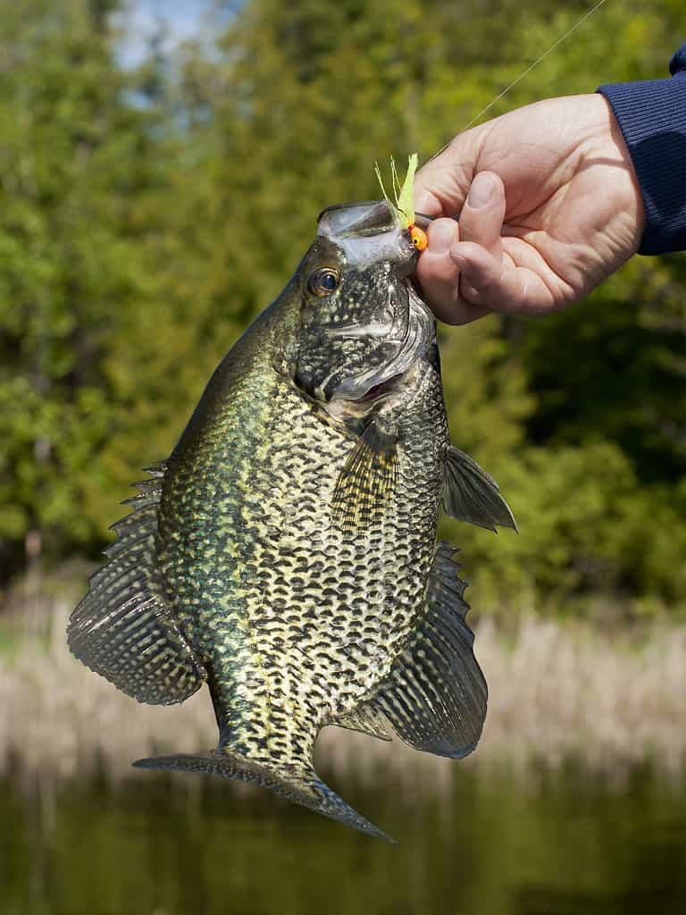 Black Crappie Animal Facts - Pomoxis nigromaculatus - A-Z Animals