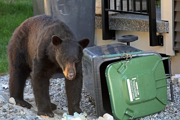 Hungry Bear Breaks Into Home in California and Raids Kitchen - A-Z Animals