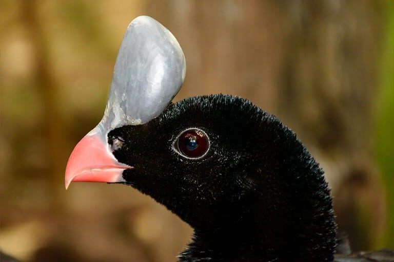 Bird Crests, Casques, and Combs: Differences and Examples - A-Z Animals