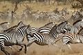 How Fast Are Zebras? Top Speeds and How They Compare to Predators - A-Z ...