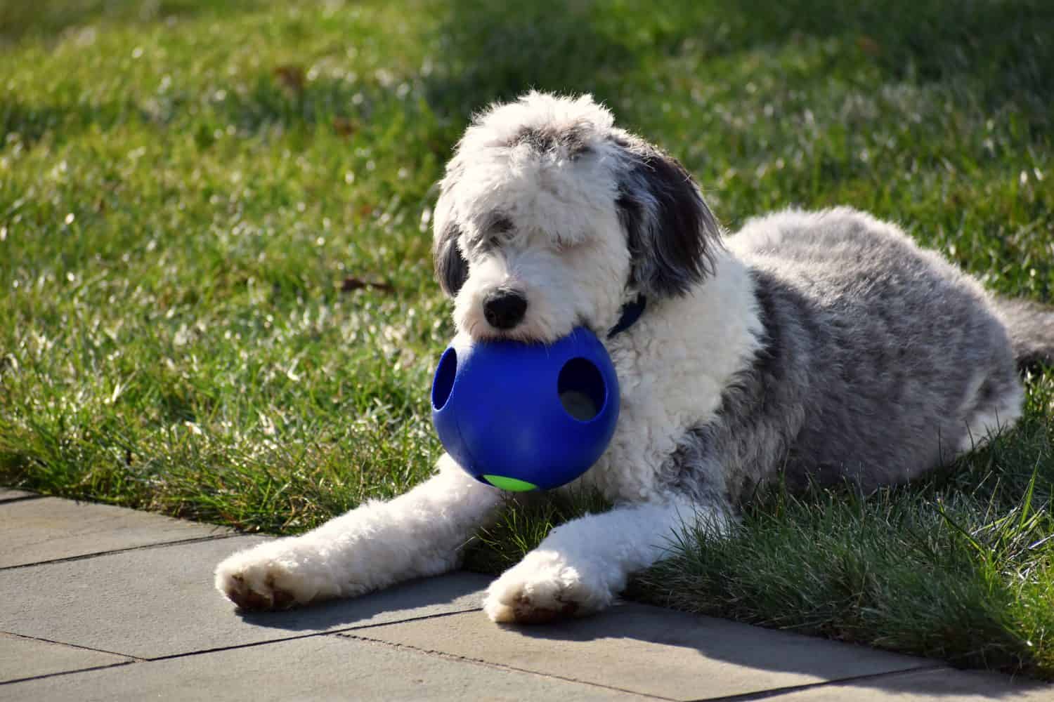The 22 Best Dog Toys for Your Doodle - A-Z Animals