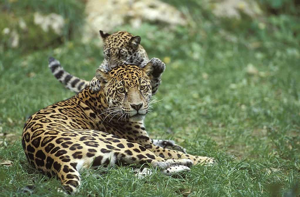 Baby Jaguar Cub: 7 Cute Pictures and 7 Amazing Facts - A-Z Animals