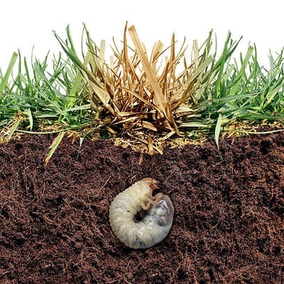 Do Grubs Die in the Winter? - A-Z Animals