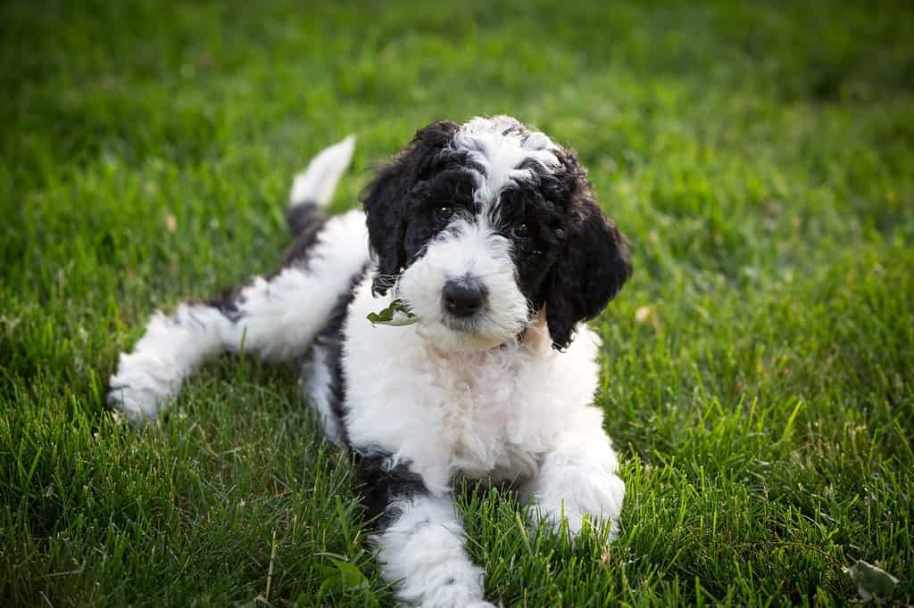 Sheepadoodle Colors: See the Rarest to Most Common - A-Z Animals