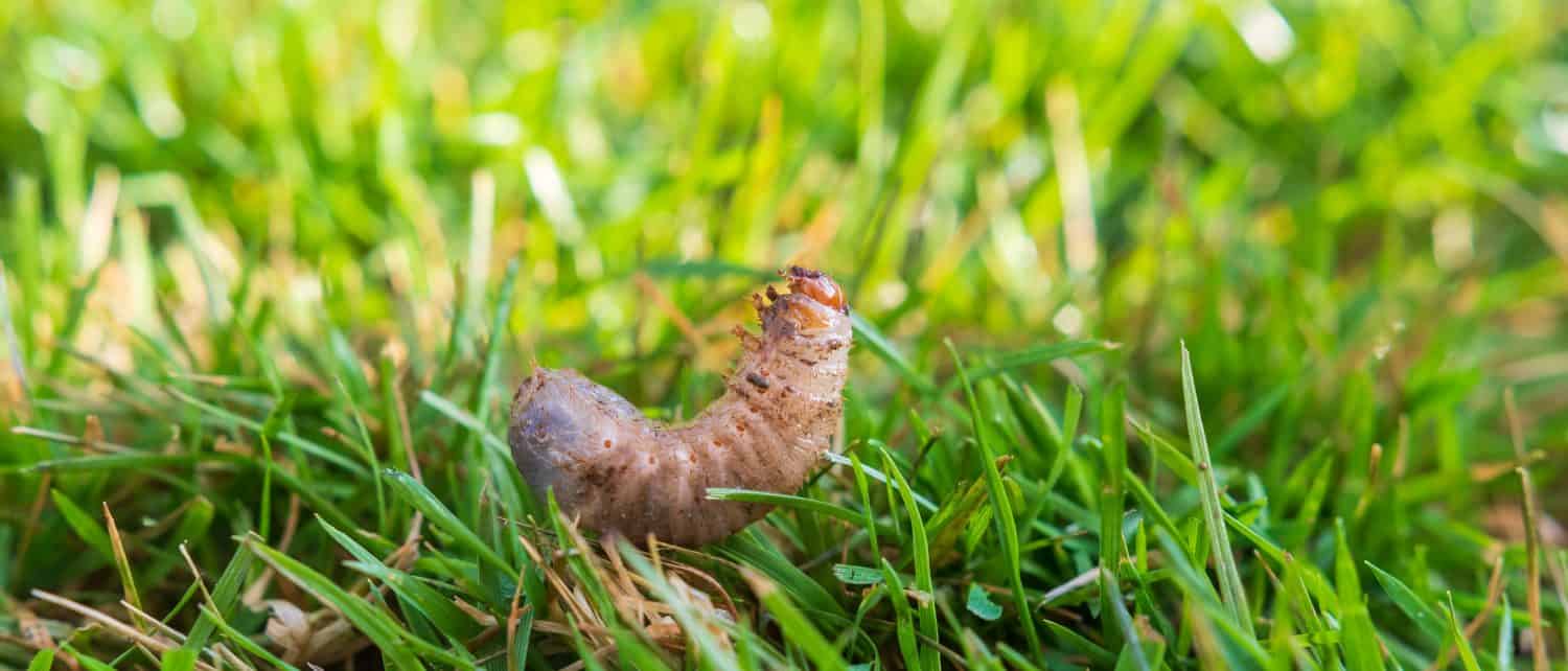St. Augustine Grass in the Winter: 7 Helpful Tips to Keep Your Lawn ...