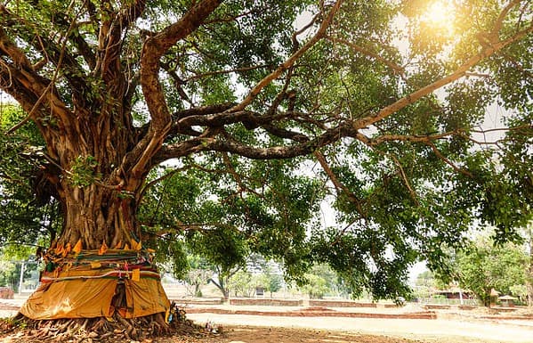 Discover the Bodhi Tree and Why It's So Important Throughout the World ...