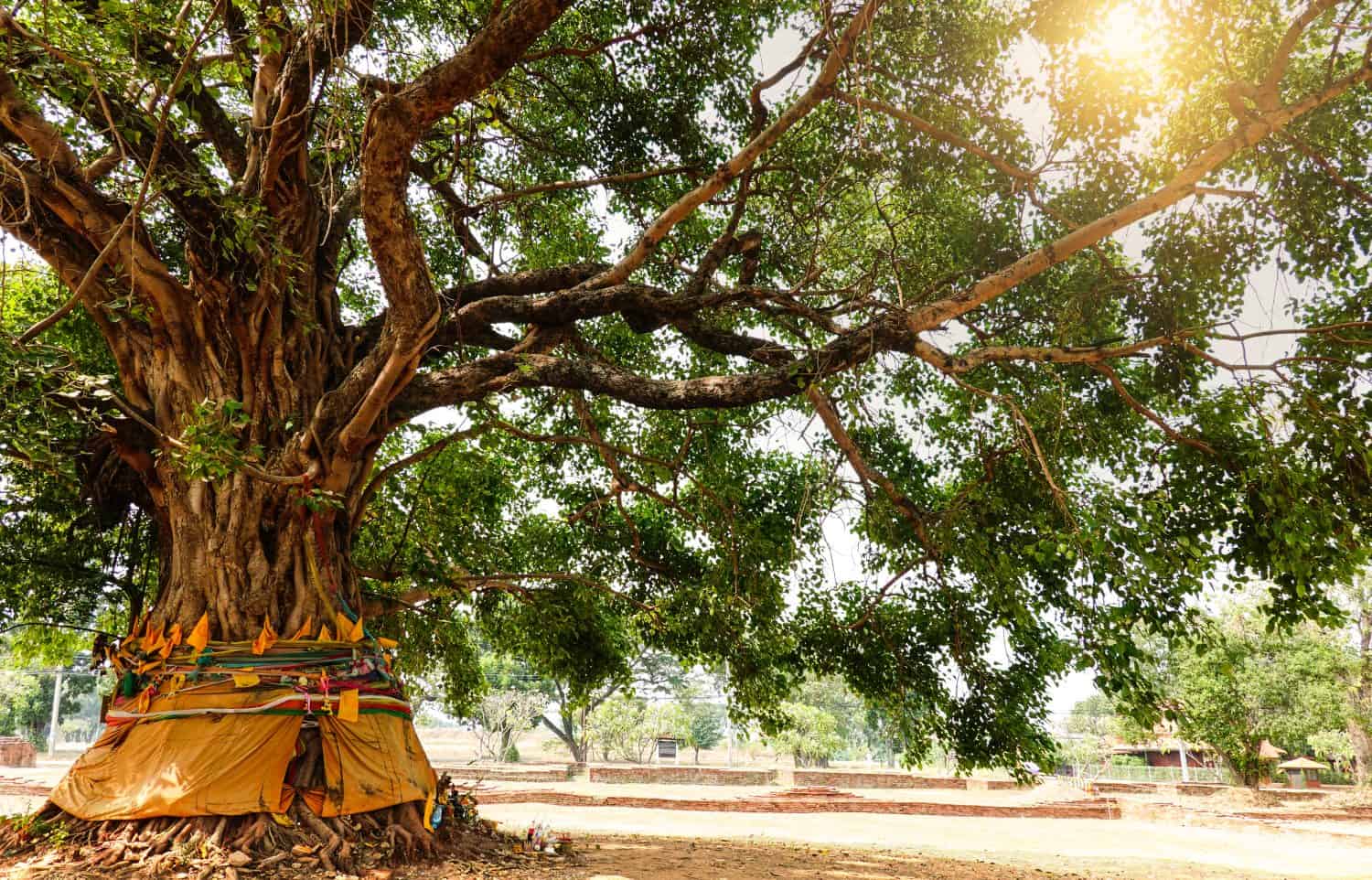 Discover the Bodhi Tree and Why It's So Important Throughout the World ...