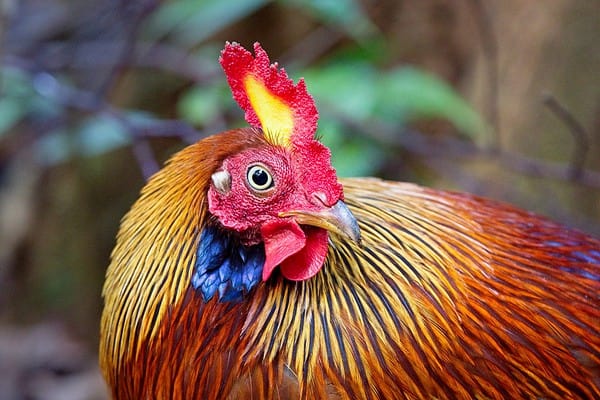 Bird Crests, Casques, and Combs: Differences and Examples - A-Z Animals