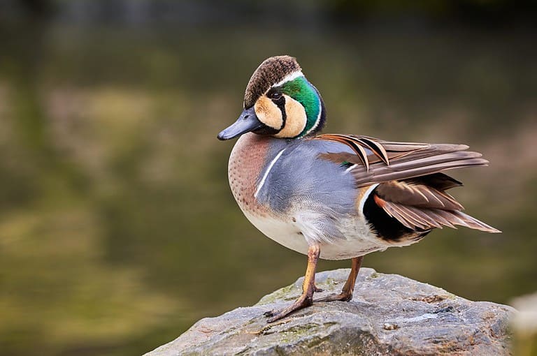 Discover the 15 Most Colorful Wild Ducks and Where You Can See Them - A ...