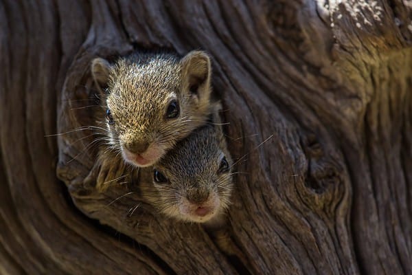 North America’s Most Common Squirrels and How to Tell Them Apart - A-Z ...